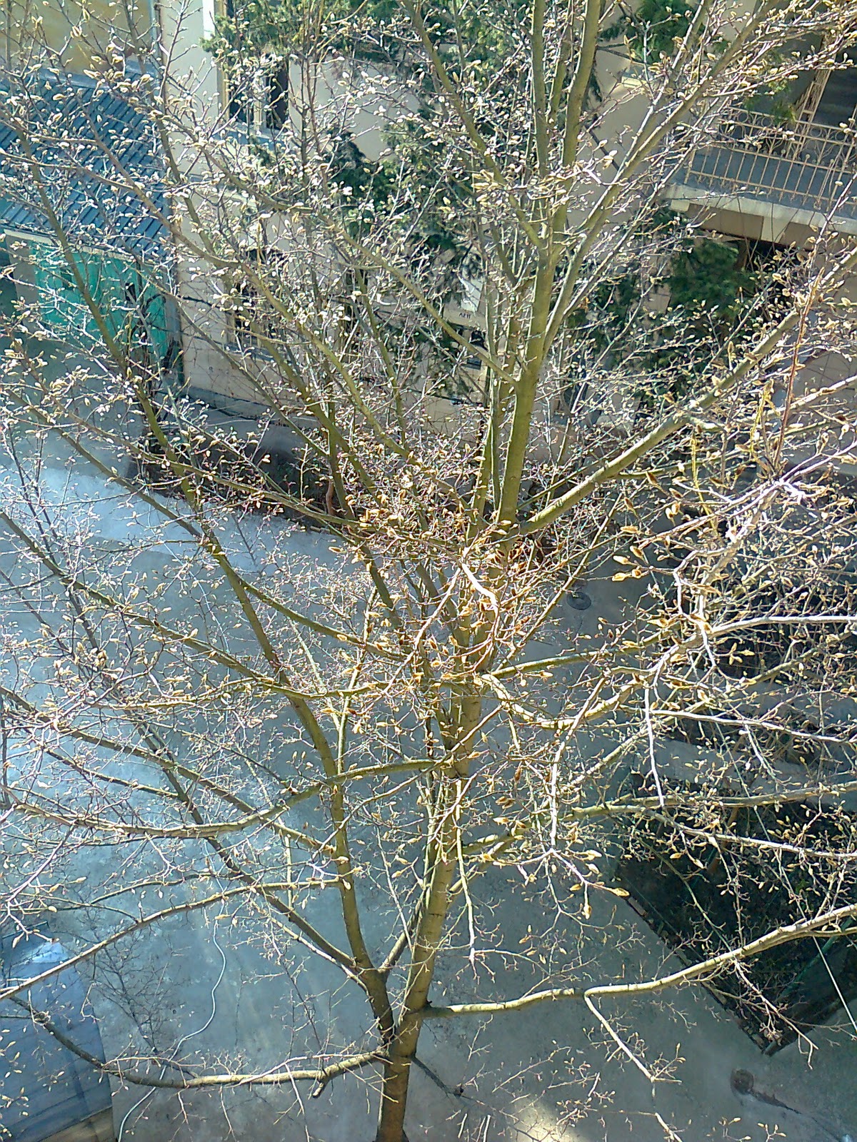 Si totusi povestile...: Copacul