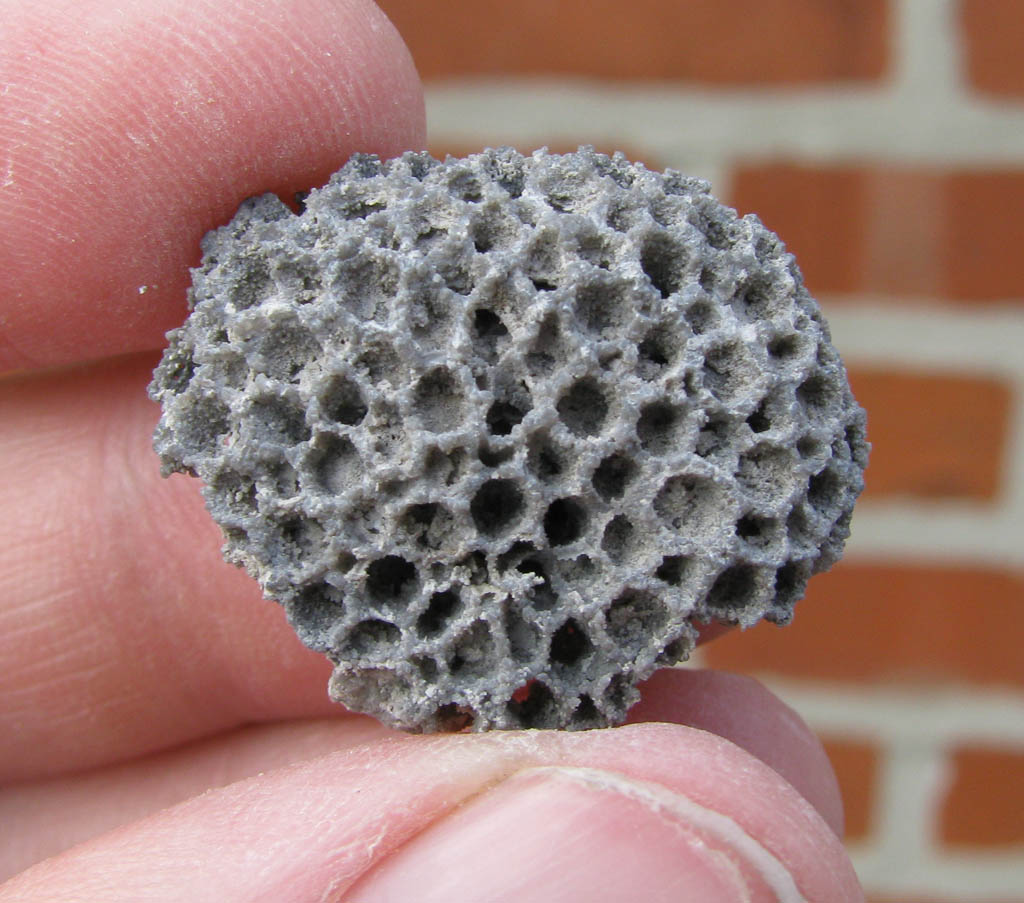 Views of the Mahantango: Beekite preserved fossils