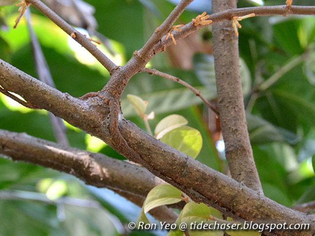 tHE tiDE cHAsER: Mistletoes of Singapore