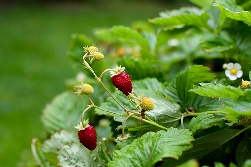 Plants Everywhere: Fragola Plants Everywhere Piante da Frutto Frutti di ...