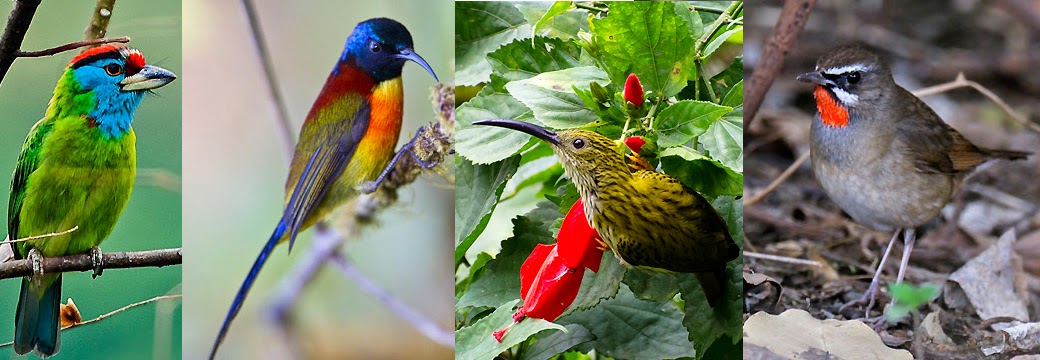Chiang Mai Tour Packages and Information: Birding at Doi Inthanon ...