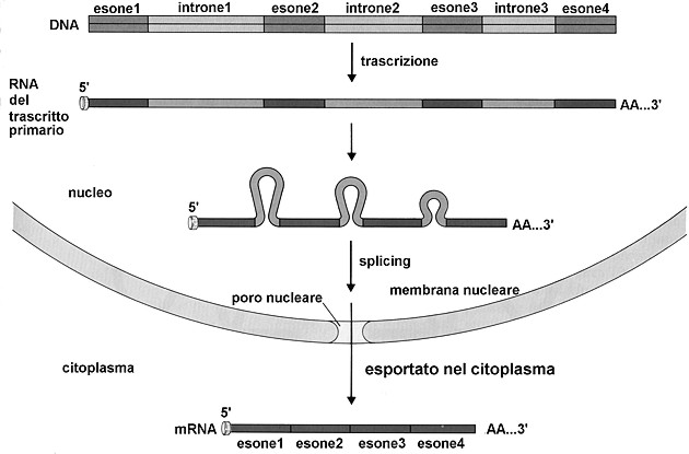 Appuntando chimica e biologia: RNA