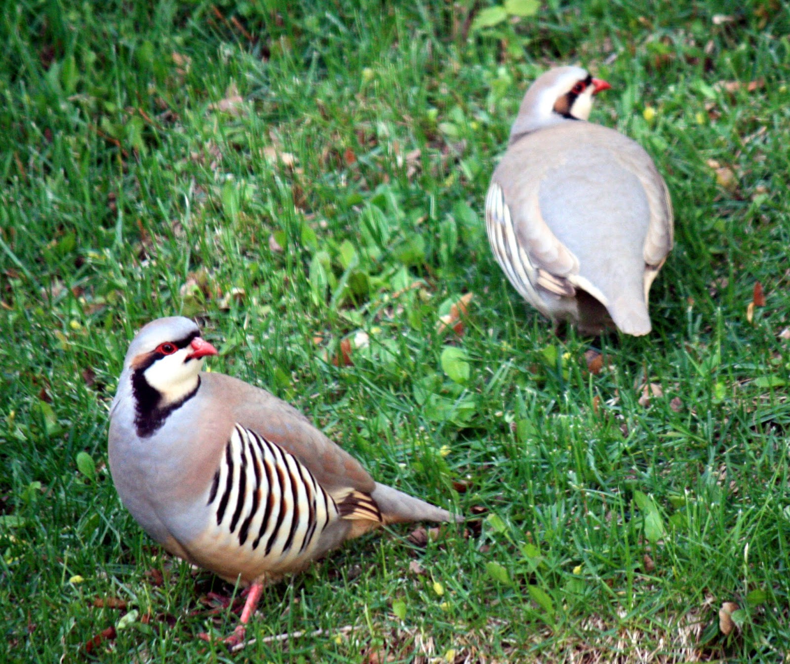 My So-Called Life: Backyard Chukars