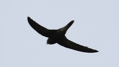 Graham's Birding Blog: 2 Sep 2012 - Finally some migrants...
