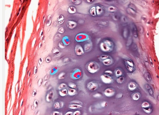 Os encantos da Biologia: Tecido conjuntivo cartilaginoso - T.C.C