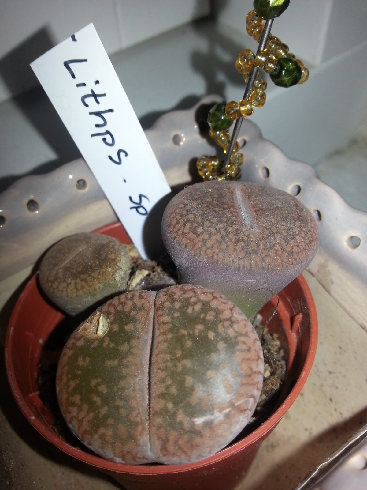 Lithops - Levende sten: Min første lithops...