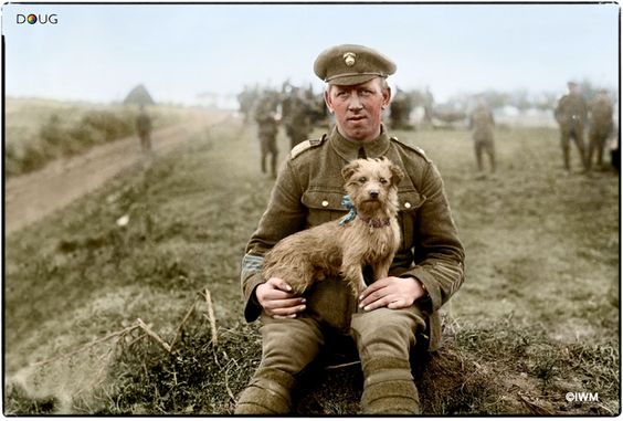 Terrierman's Daily Dose: A Brave War Terrier, 100 Years Ago