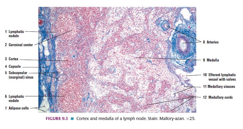 Histology Sistem Limfatik (lymphoid system) | BlogK Putih