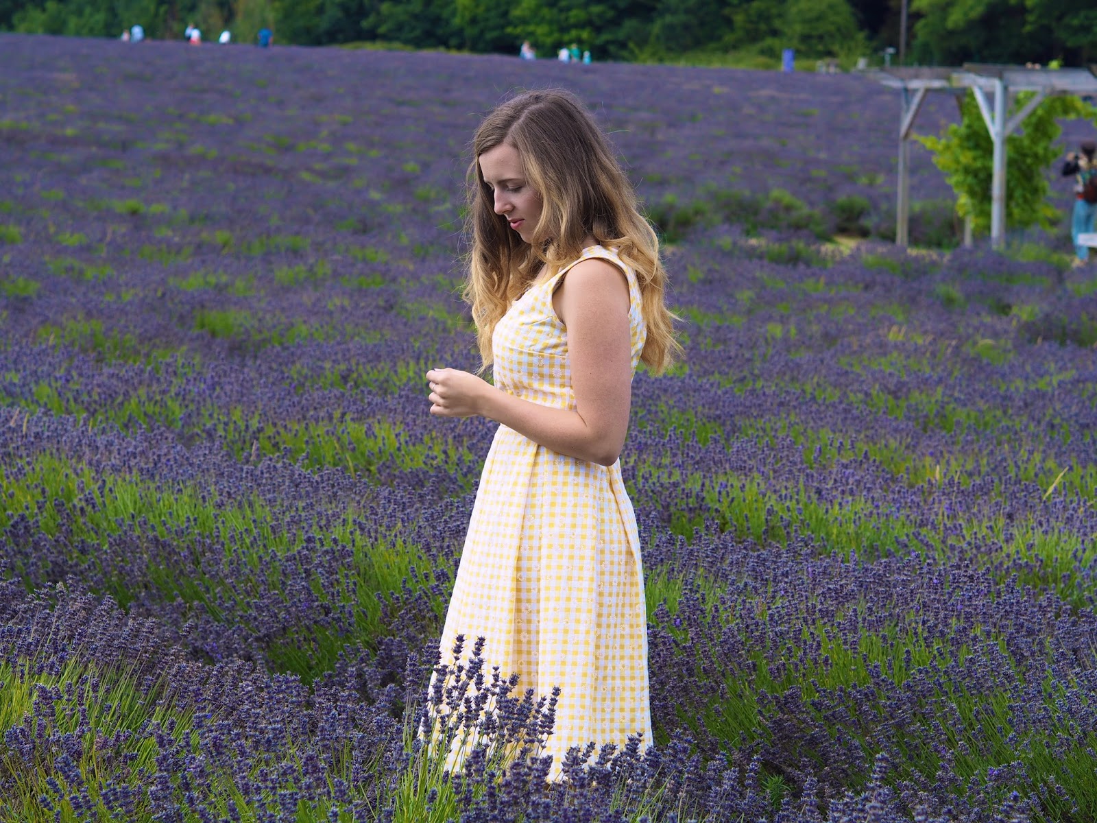 Lavender Fields | Georgia Furness