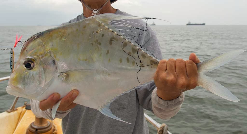 WARTA PANCING: Ikan GT/Kuwe Rambe Alias Ikan Ebek