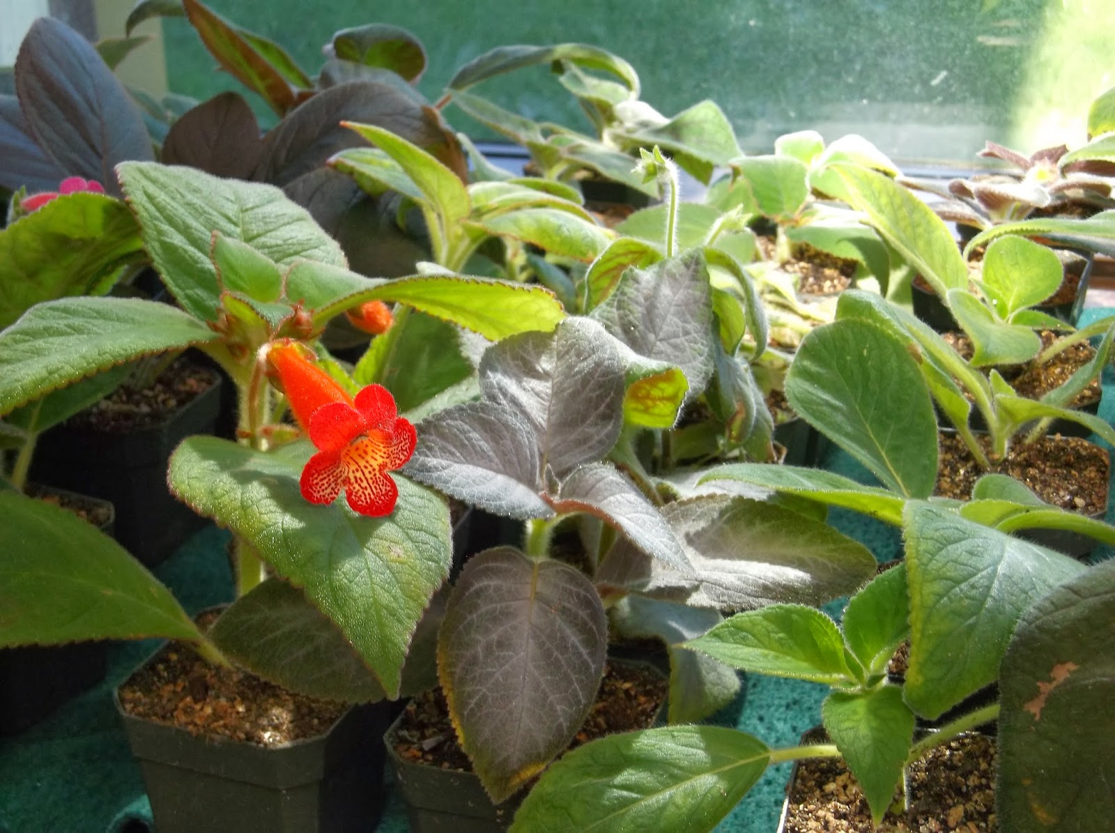 New York State of Mind: THE VIOLET BARN AFRICAN VIOLETS