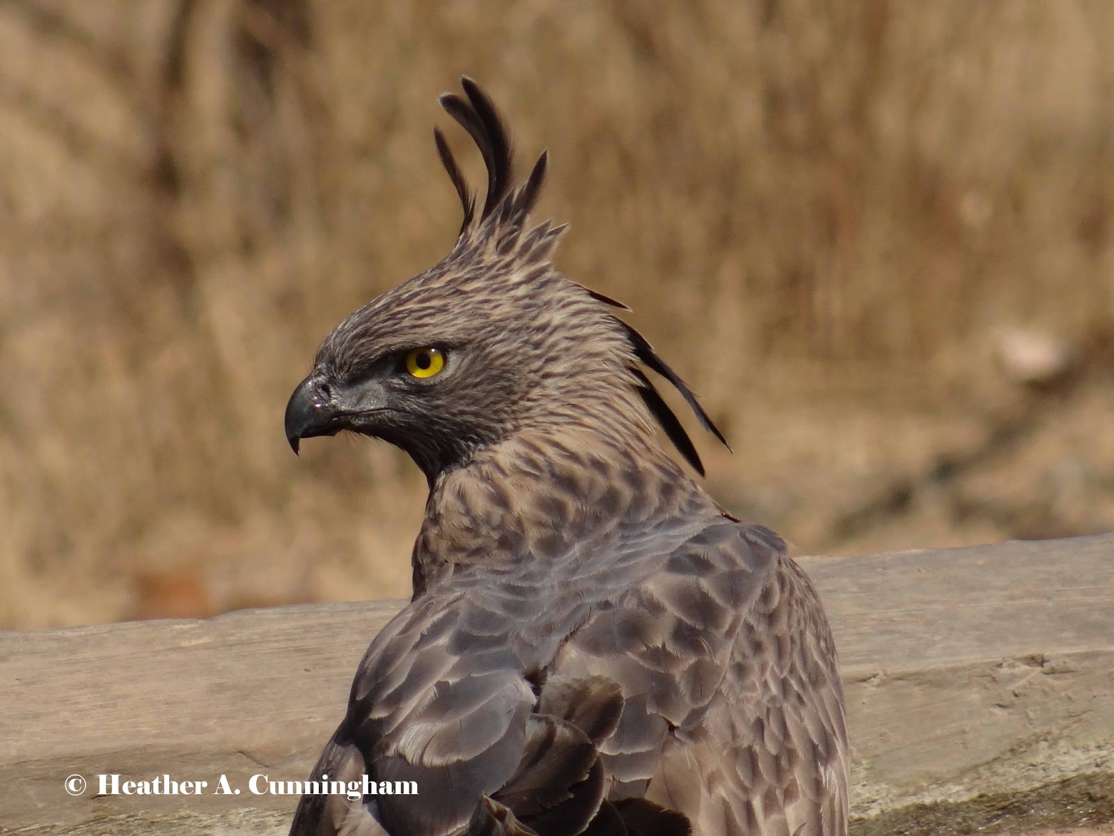 Changeable Hawk-Eagle