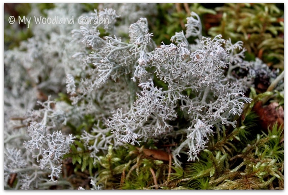 Villa Emilia (My Woodland Garden): Reposted: On lichens, poems, and bears