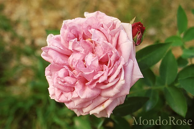 Il mondo di Sissi: curiosità: la rosa di Sissi #2 ... l'originale!