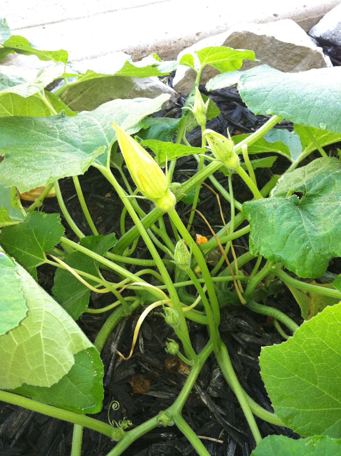 Handmade by CJ: Growing Mini Pumpkins - The Easy Way!