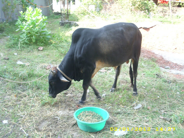 Eid-Ul-Adha( Qurbani Eid): Cow for Qurbani