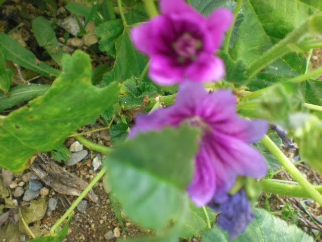 Perfumes y luces de Extremadura: Malva común, Malva sylvestris.