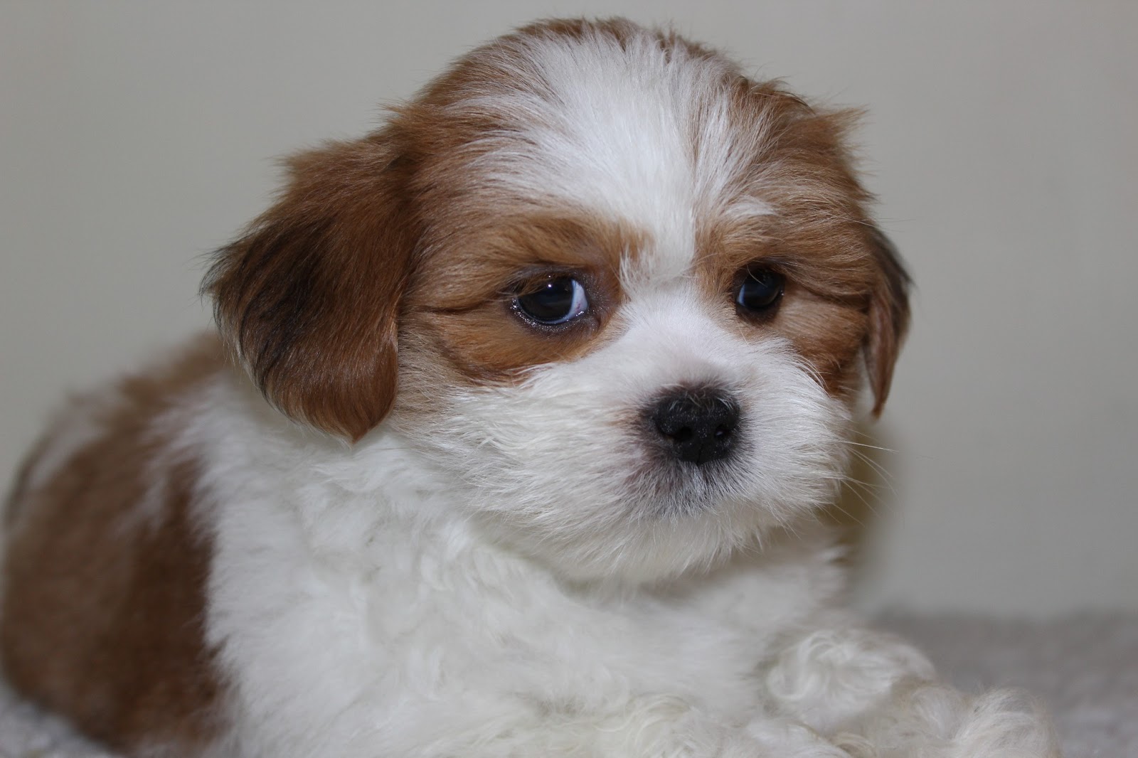 Lhasa Apso - Penny's Pups from birth to new homes