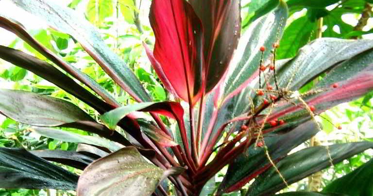 Ciri-Ciri Tanaman Daun Andong Manfaat dan Khasiatnya