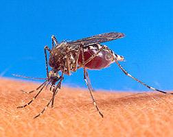 Ciência da Vida: Listras das zebras funcionam como camuflagem contra ...