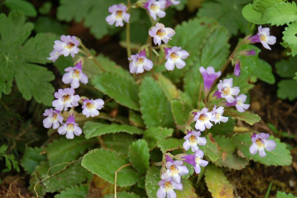ORFEOVO CVEKE-BESMRTNICE- HABERLEA RHODOPENSIS - Билки Лековити и ...
