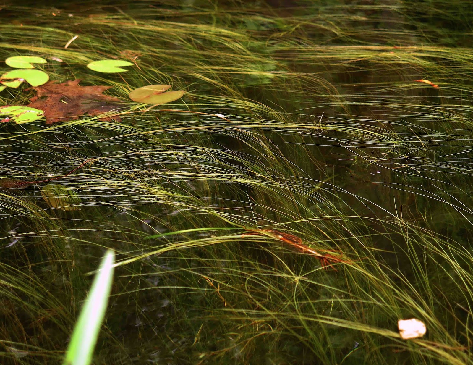 Saratoga woods and waterways: Rare Plants, New Finds in the Betar ...