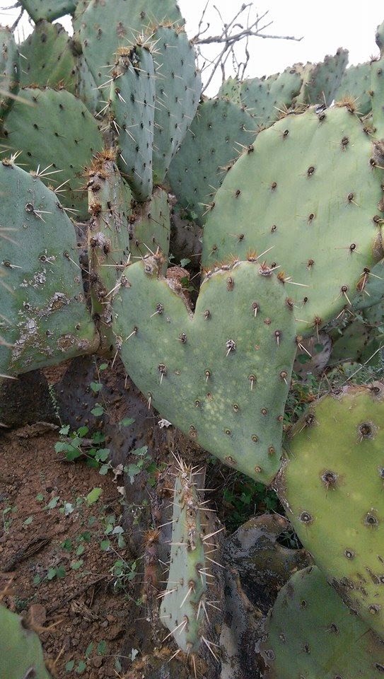 Observations and Perceptions of a Traveling Storyteller: Valentine ...