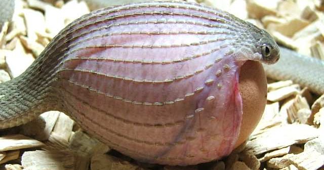 Life is short, but snakes are long: Egg-eating snakes
