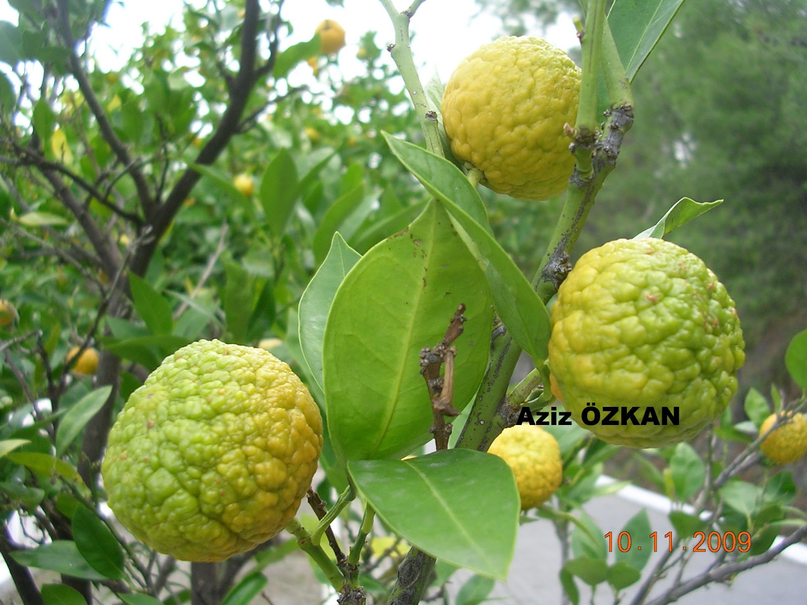 Aziz Özkan Tarım Bilgi Paylaşım Portalı Hoşgeldiniz: NARENCİYE DE KABUK ...