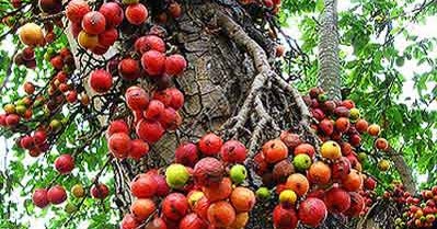 Shukra and Gular Tree – How to Overcome Shukra Graha Problems Through ...