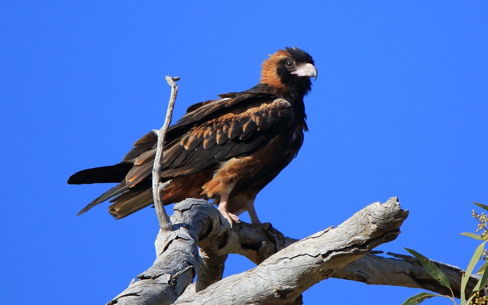Richard Waring's Birds of Australia: Black-breasted Buzzards - photos ...