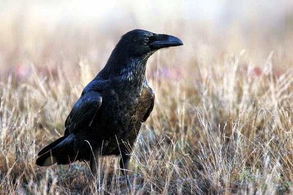 LUNACIELOAZUL: Grajo...