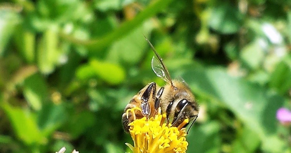 What A Bumpy Ride!: Jumping Like A Bee!
