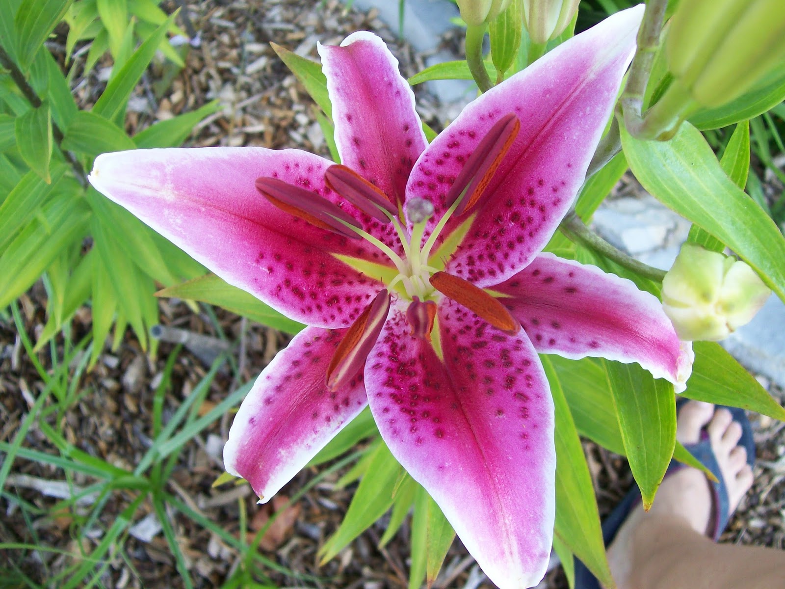 Intuitive Value: Spring to Mid-Summer Garden and Landscape