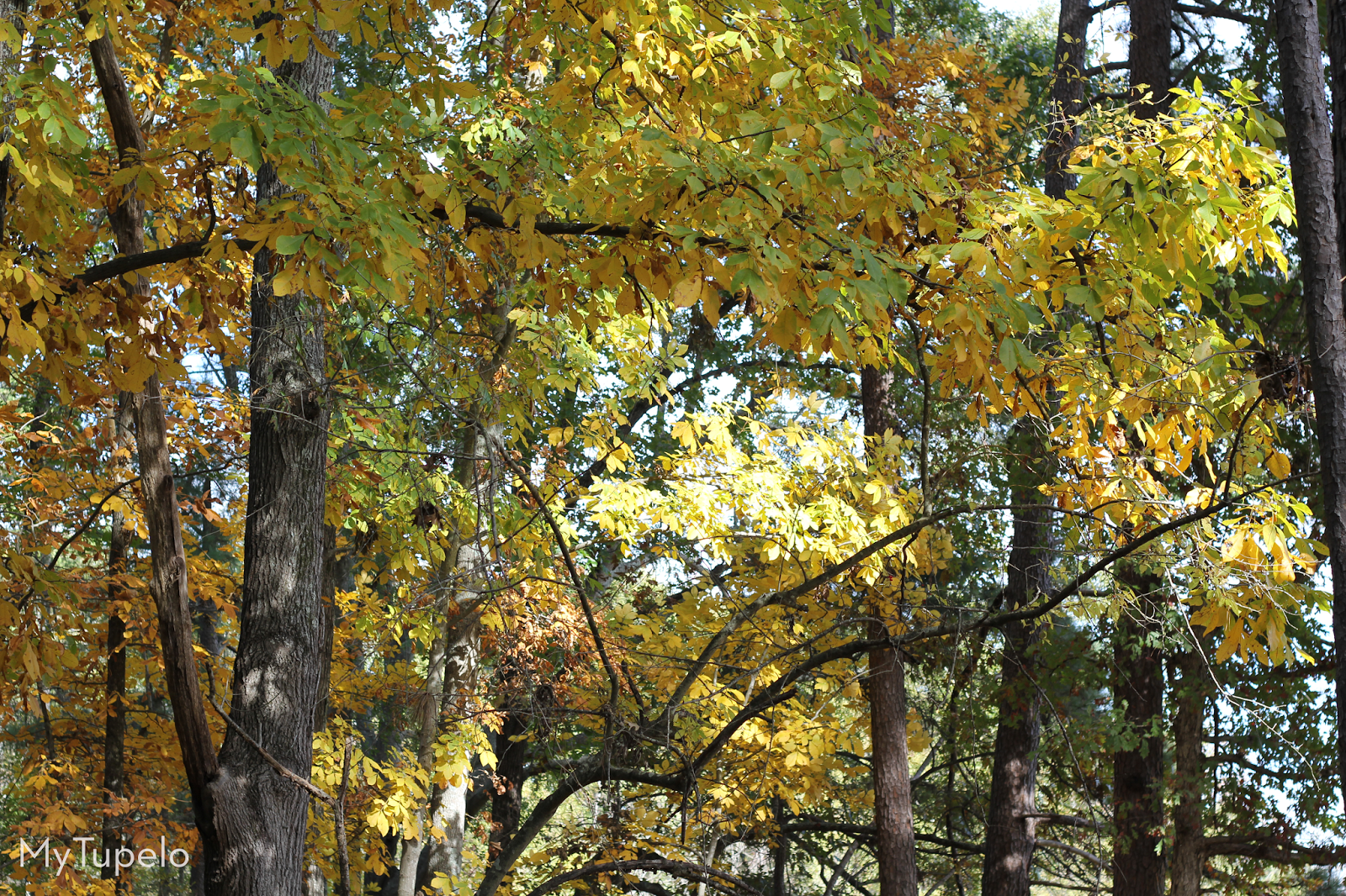 The Tupelo Channel: Fall Colors of the Natchez Trace
