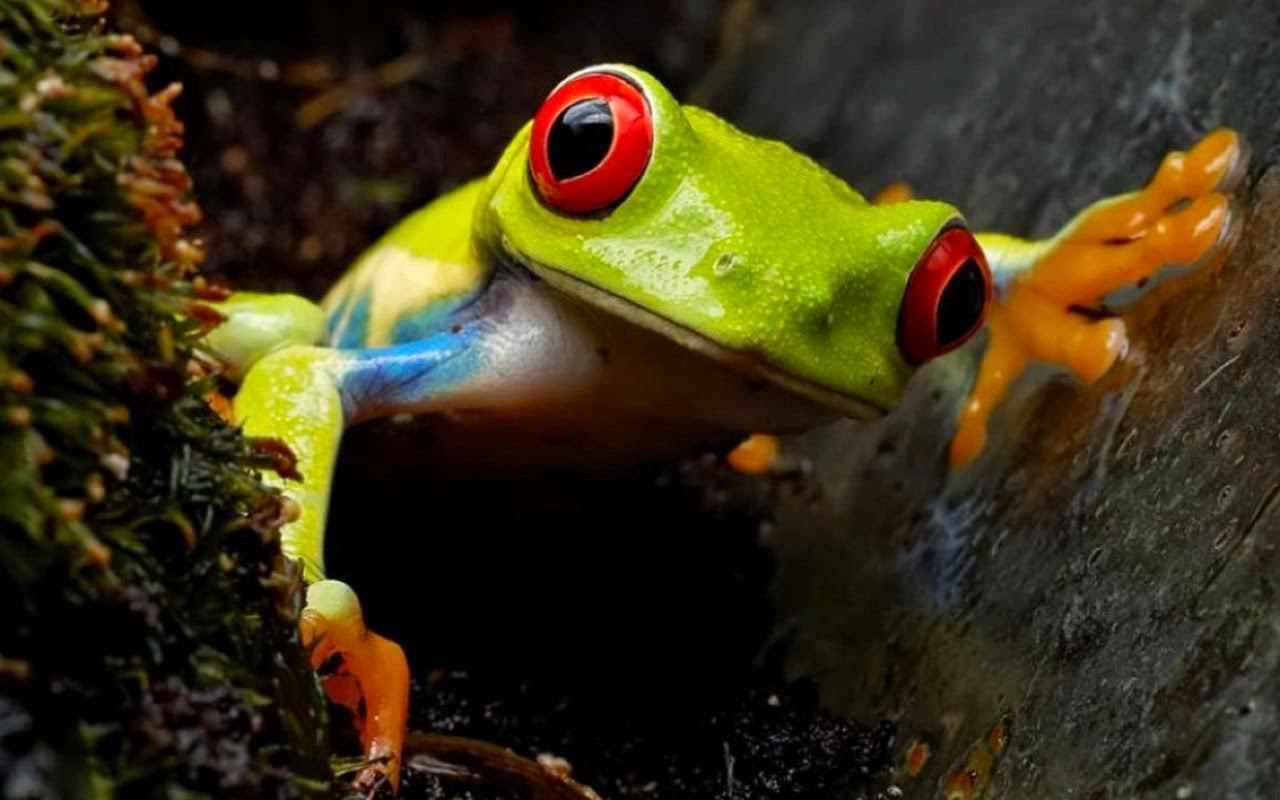 Wallpapers de Ranas - Fondos de Pantalla HD | Colorear a Heidi