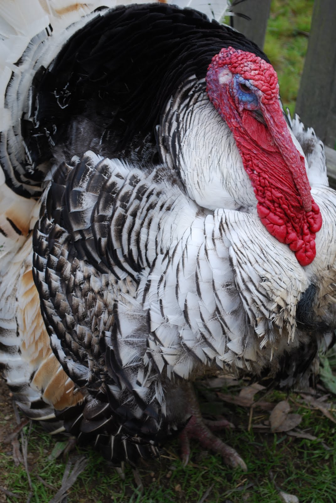 the ups and downs of art and life: Australia Part 8 - Ballarat