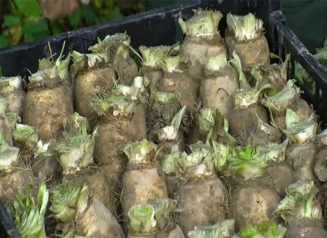 Seminte si plante de gradina hobby: Andiva-Cicoare Witloof