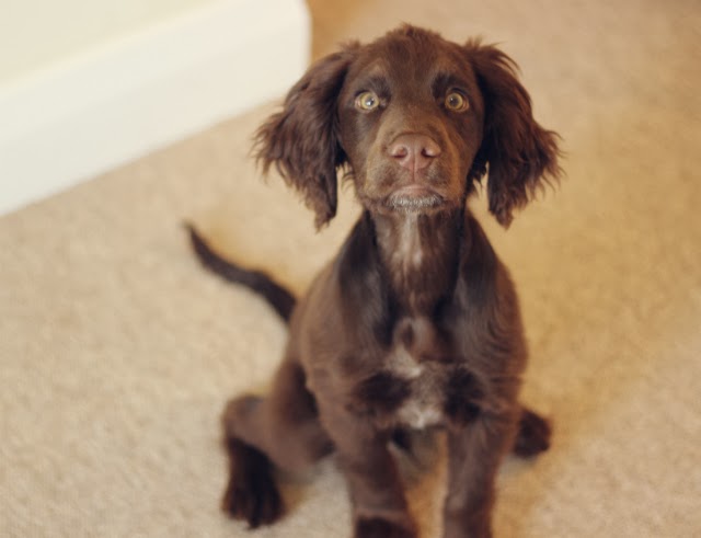 Dark Brown Cocker Spaniel Puppies
