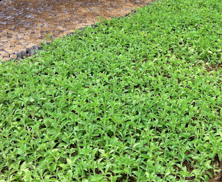 How To Care and Cultivate Stevia Plant