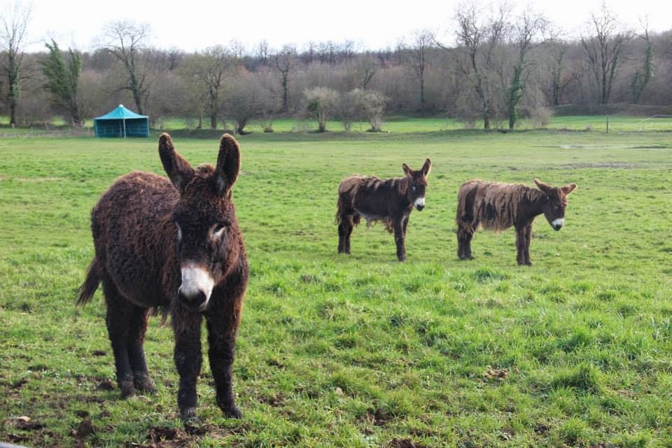 Cinte Everywhere: Poitou Donkey, yay donkey!!! Poitou-Charentes France ...