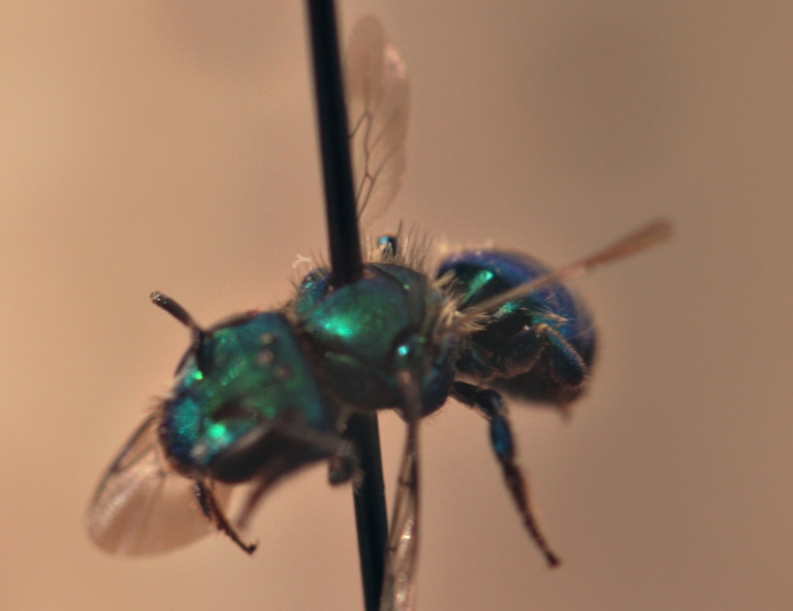 Adventures of a Vagabond Volunteer: A Bounty of Bees