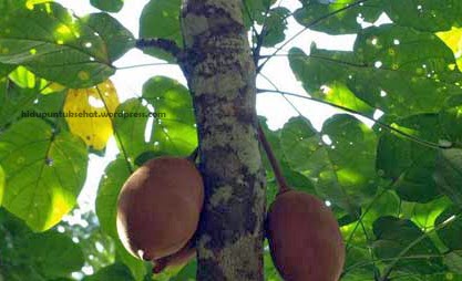 Khasiat dan Manfaat Buah Kluwak atau Kepayang - G-Spot Healthy Living