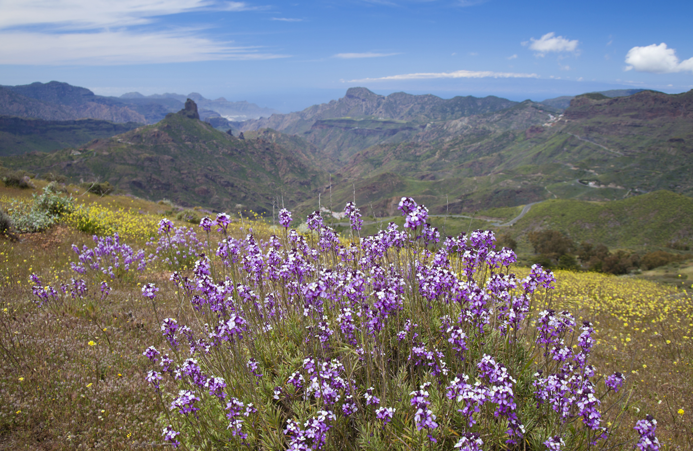 Pics and other stuff: Caldera de Tejeda in April: Flowers