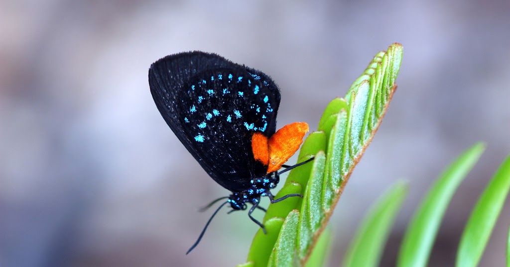 Earth and Space News: Atala Butterfly Rebounds From Possible Extinction ...