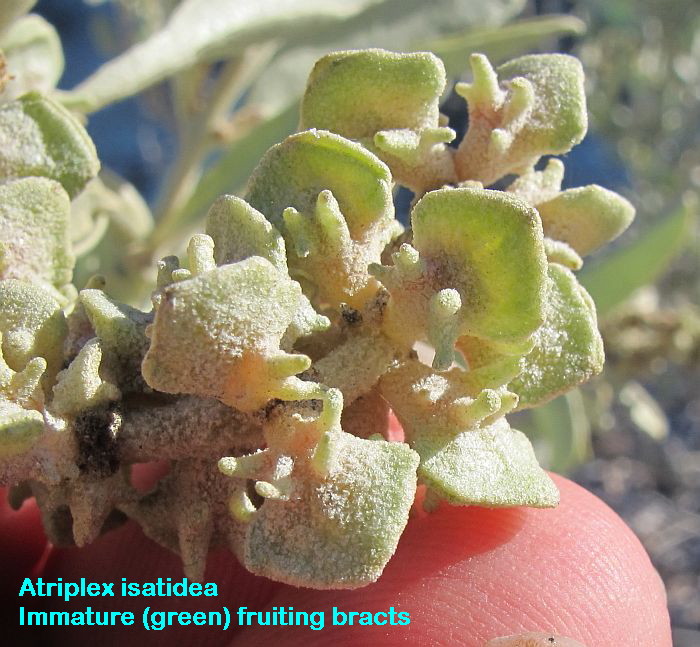 Esperance Wildflowers: Atriplex isatidea - Coast Saltbush