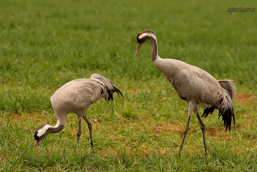 animales ibéricos en la cultura popular: EL GRAN VIAJE DE LAS GRULLAS ...