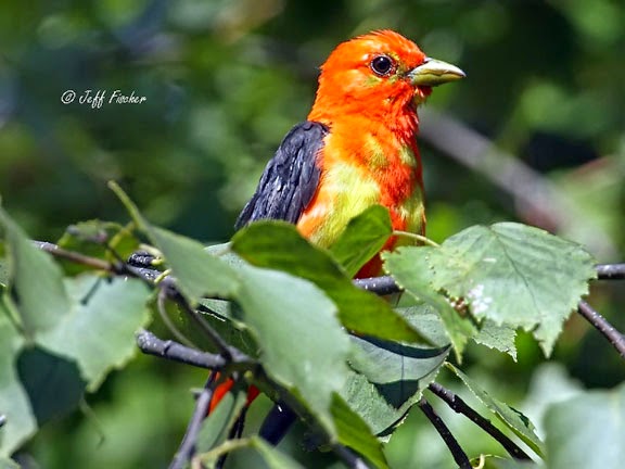 Ecobirder: Scarlet Tanager