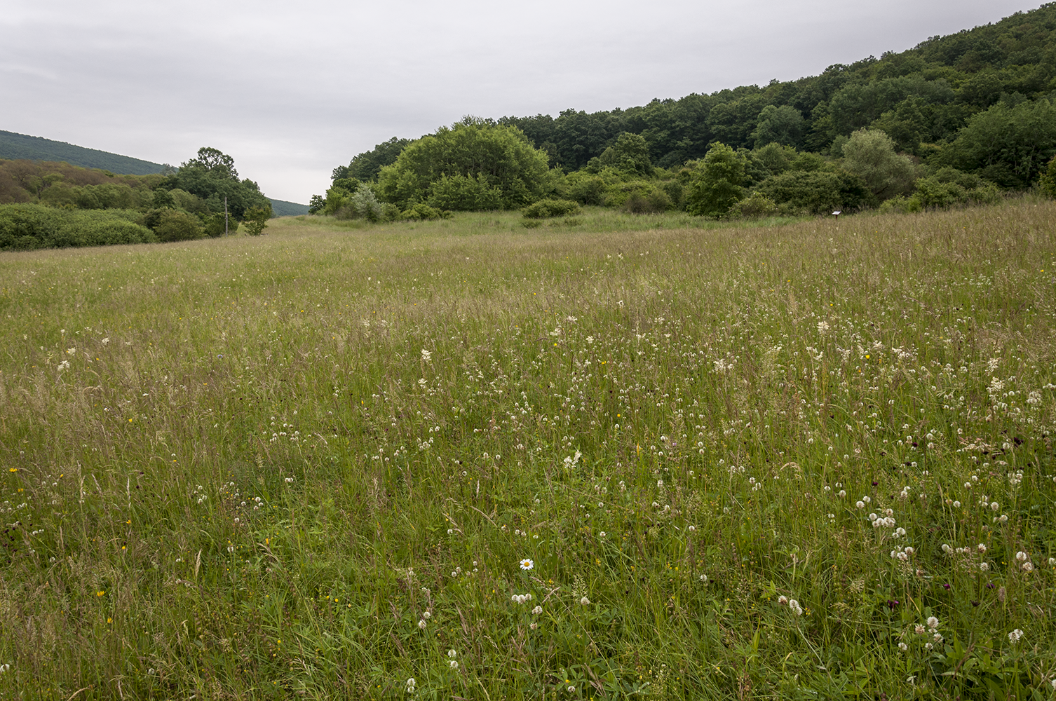 Lengyel Attila kutatói blogja: Magyarországi mezofil és félszáraz ...