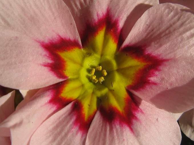 La Fleur du Dimanche: Les bons lait fraises, c'est rose, c'est bon, c ...